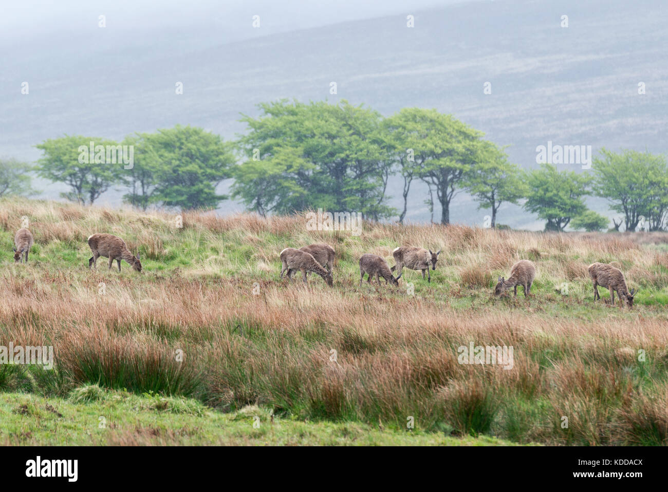A herd of wild Red deer roaming free in Exmoor National Park near ...