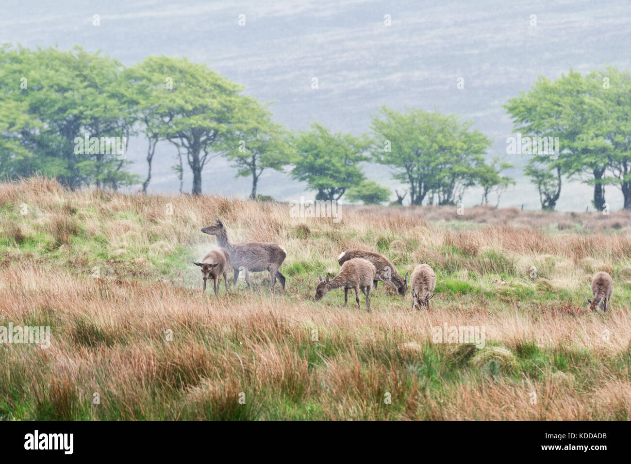 A herd of wild Red deer roaming free in Exmoor National Park near ...