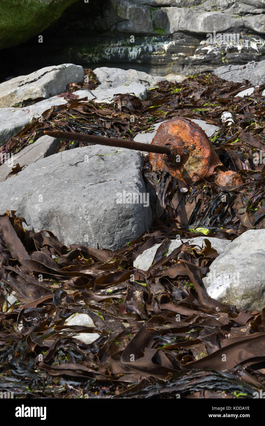 Seaweed and rusty metal washed up on the boulders at the bottom of the ...