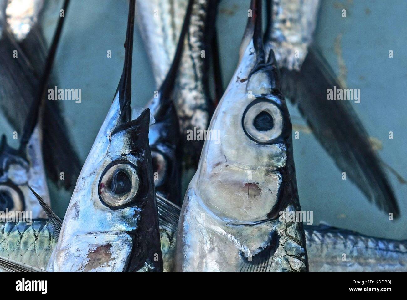 fresh caught fish, Dili, Timor-Leste, Dec. 24, 2016 | usage worldwide ...