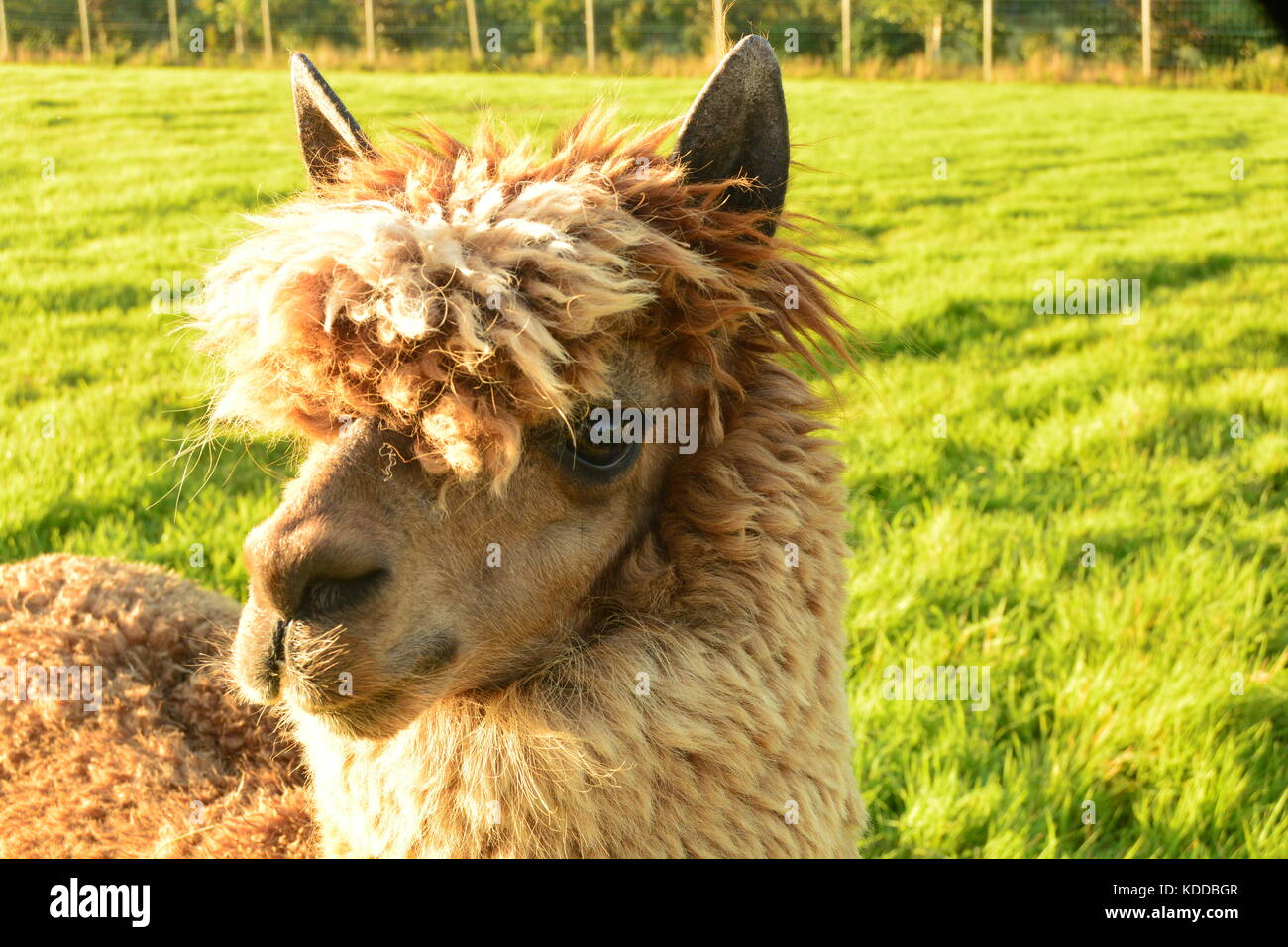 Lama in Ireland Stock Photo - Alamy
