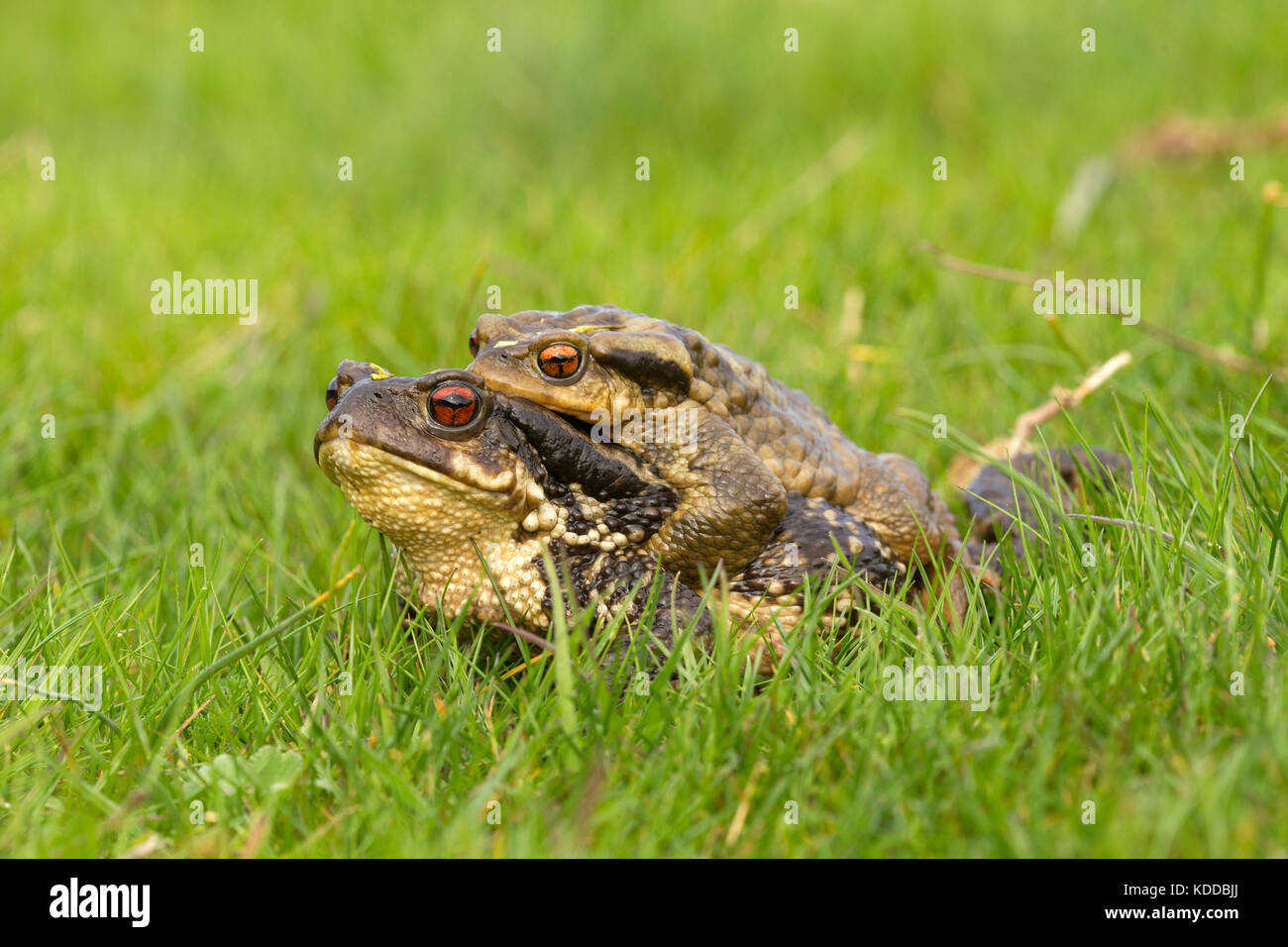 Skin toad hi-res stock photography and images - Alamy