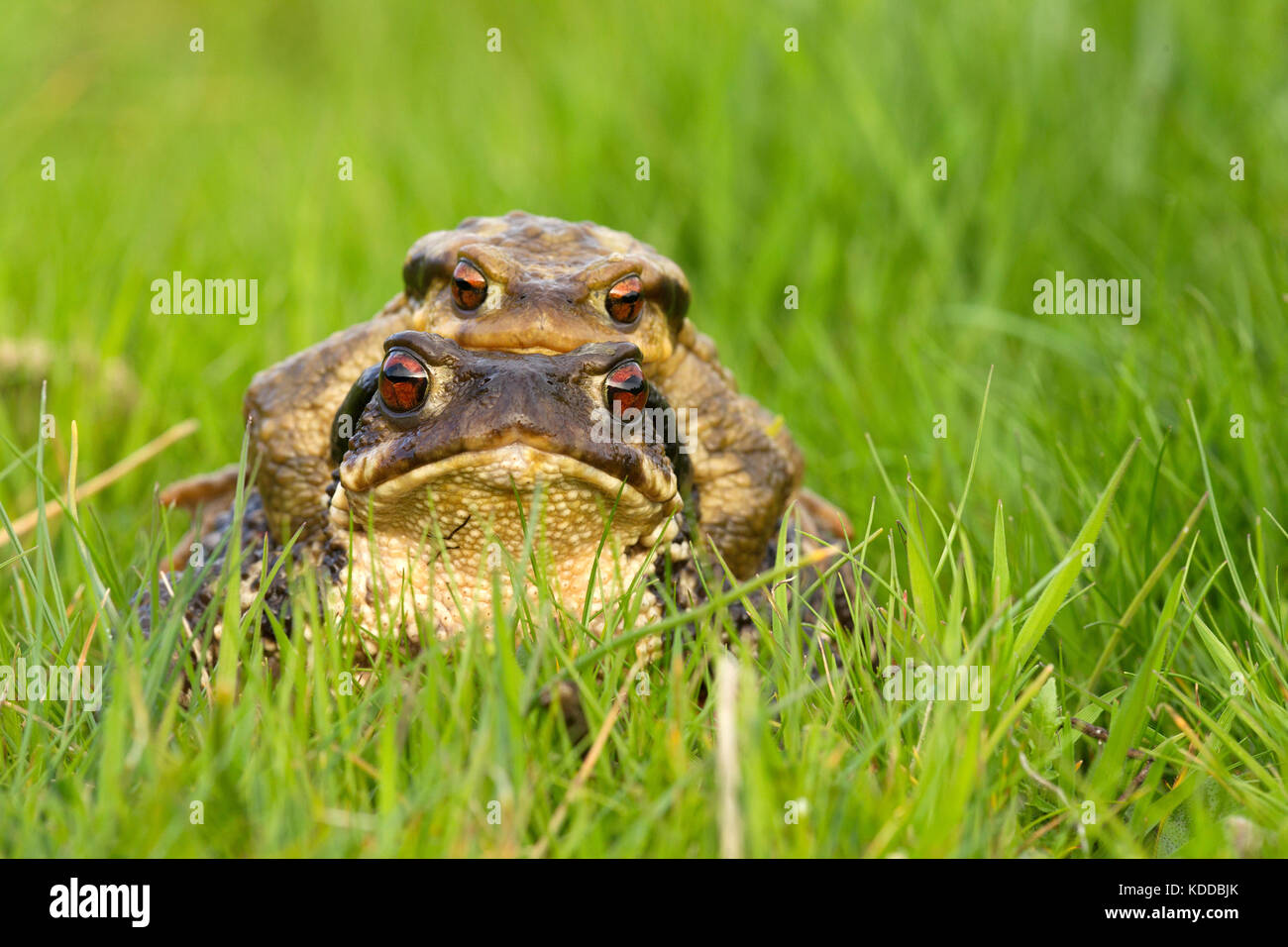 Toad skin hi-res stock photography and images - Alamy