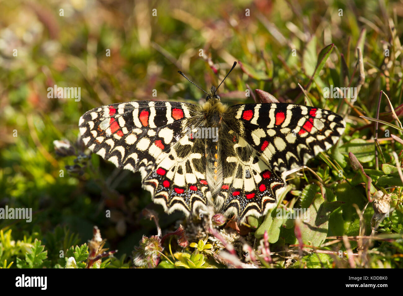 Rumina hi-res stock photography and images - Alamy