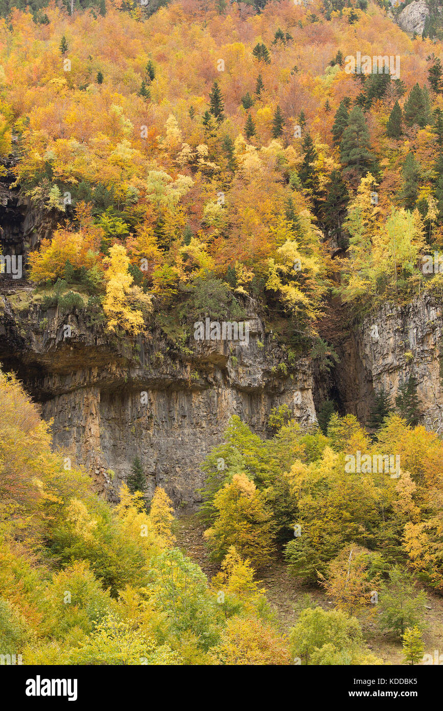 Otoño vertical hi-res stock photography and images - Alamy