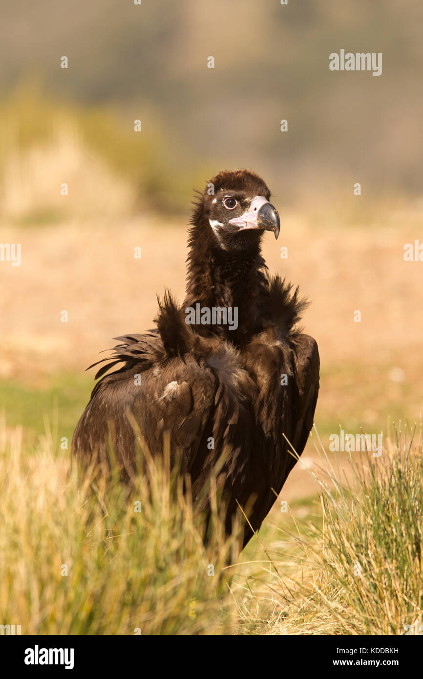 Black vulture profile hi-res stock photography and images - Alamy
