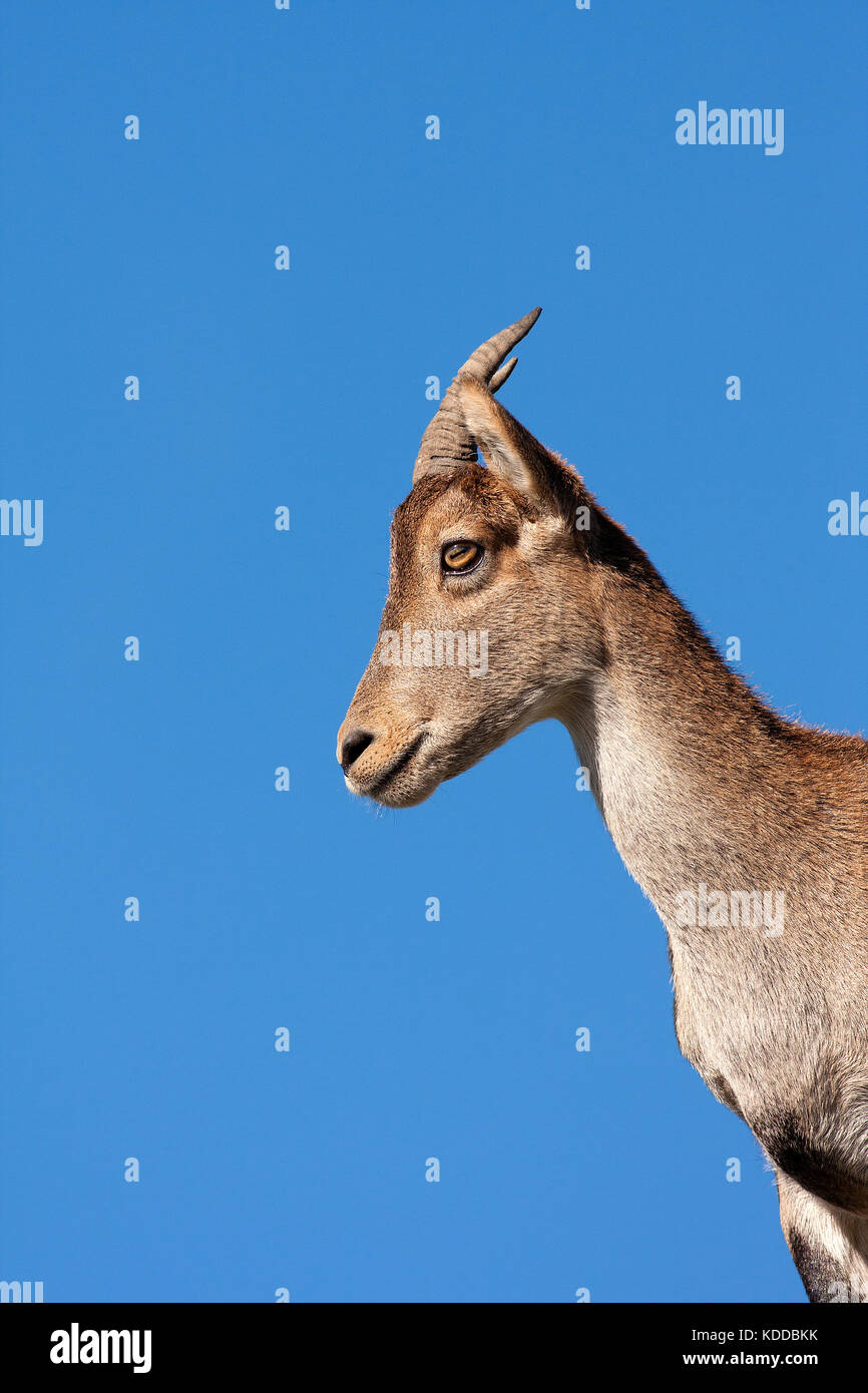 Capra hispanica hi-res stock photography and images - Alamy