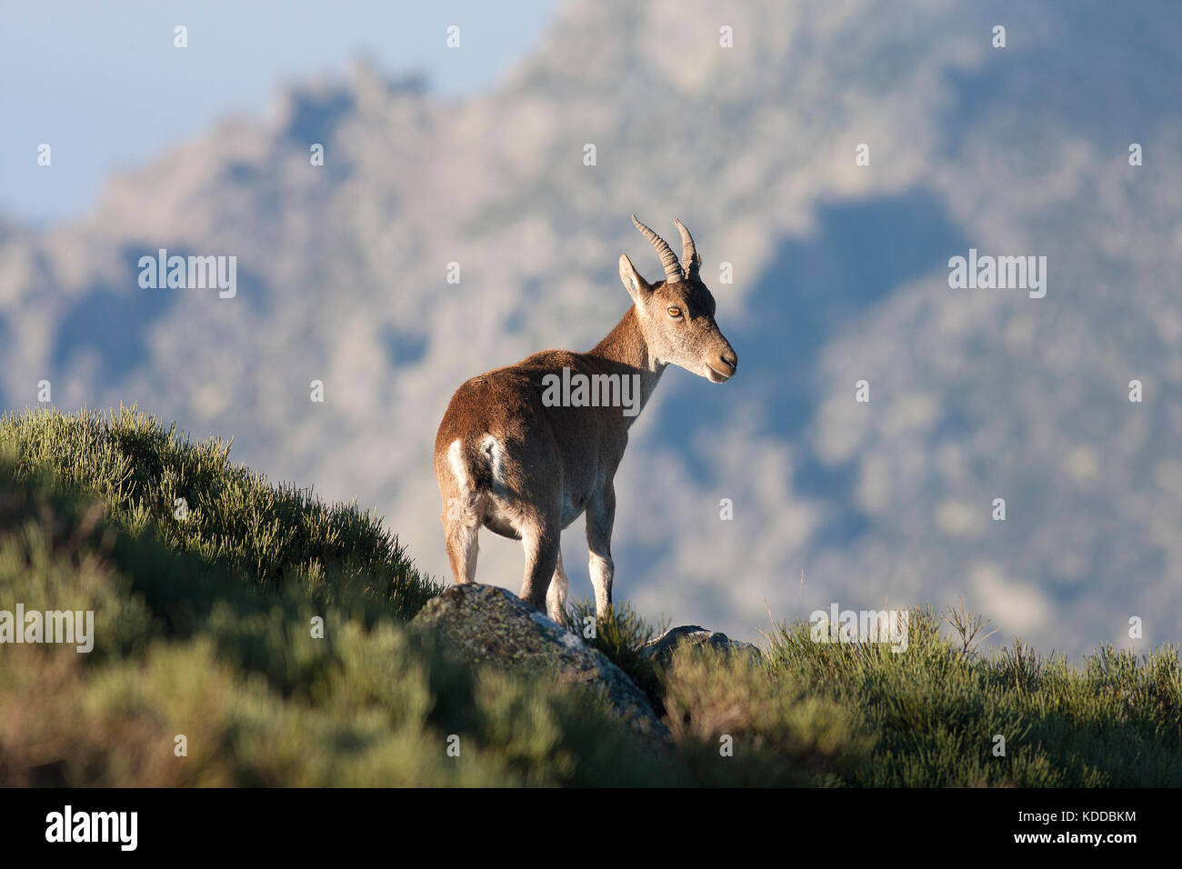 Capra victoriae hi-res stock photography and images - Alamy