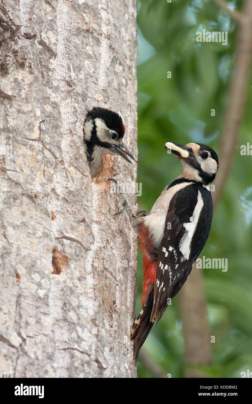 Dendrocopos major nest hi-res stock photography and images - Alamy