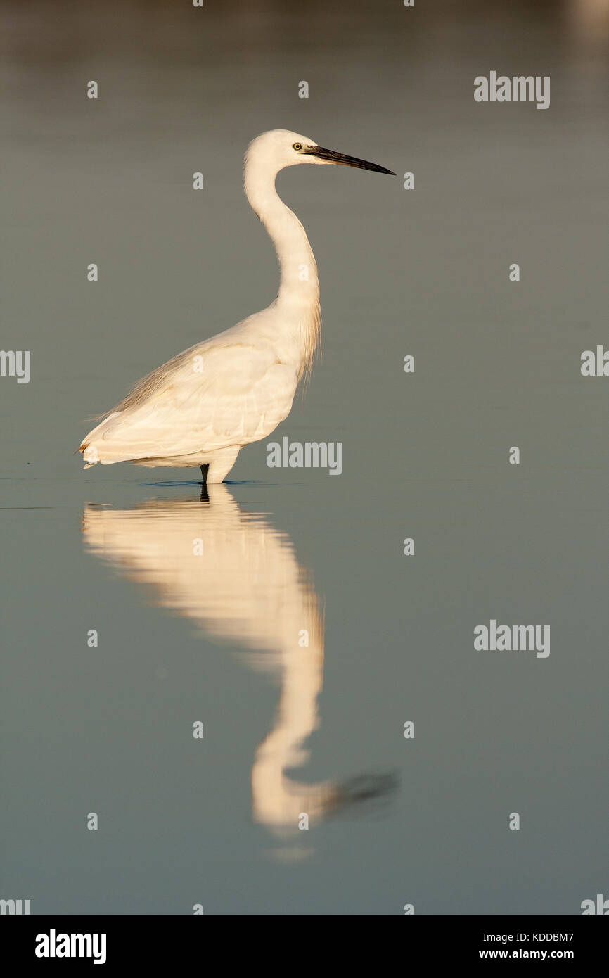 Ardea garzetta hi-res stock photography and images - Alamy