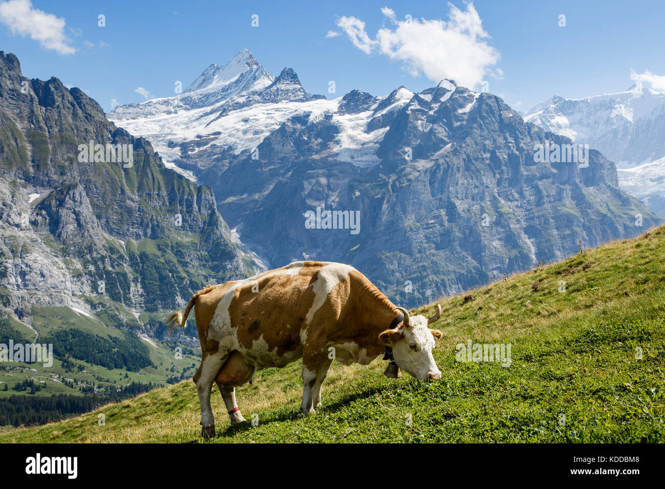 Mattenberg mountain grindelwald hi-res stock photography and images - Alamy