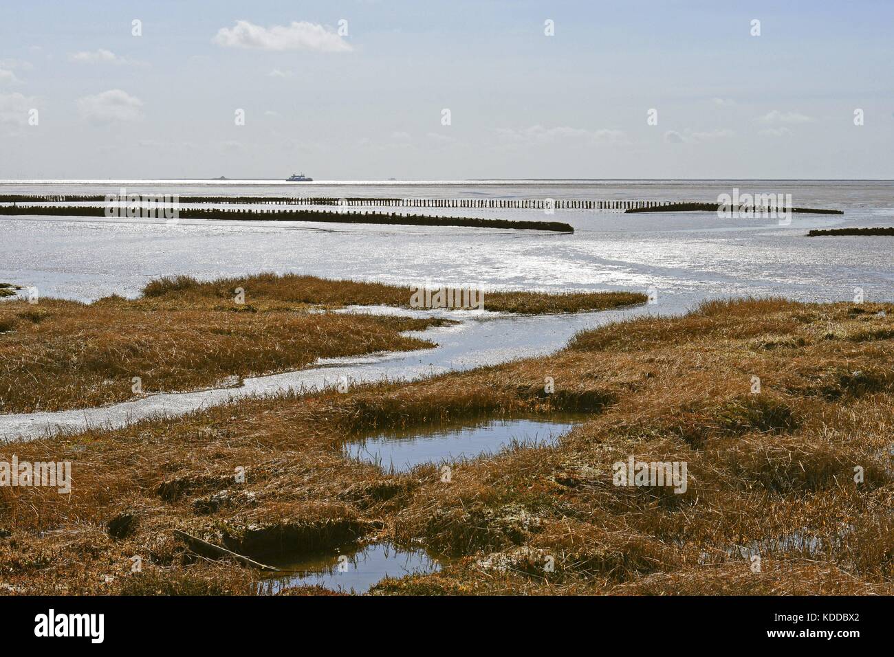 The foreland of Hallig Oland in the North Frisian Wadden Sea with ...