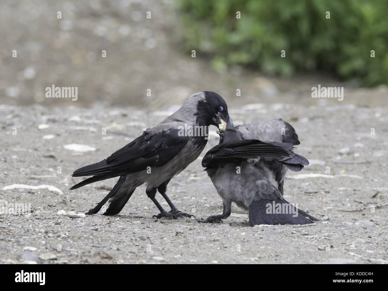Carrion Crows feeding, july 2017 | usage worldwide Stock Photo - Alamy