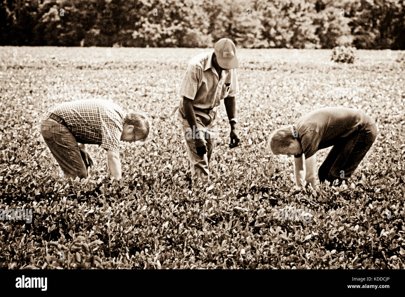 President Jimmy Carter and his brother Billy Carter are joined by a ...