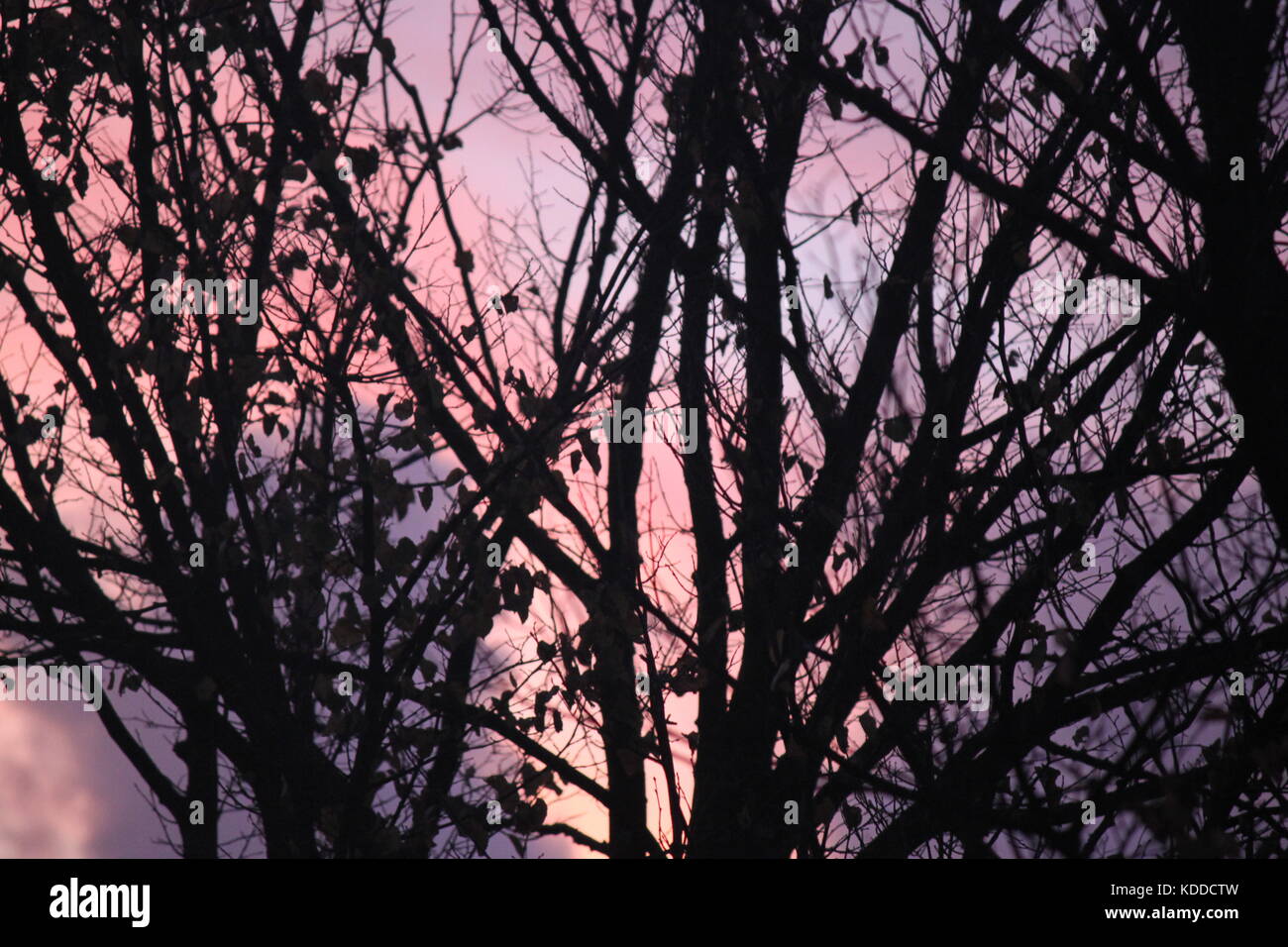 tree branches at sunset Stock Photo - Alamy