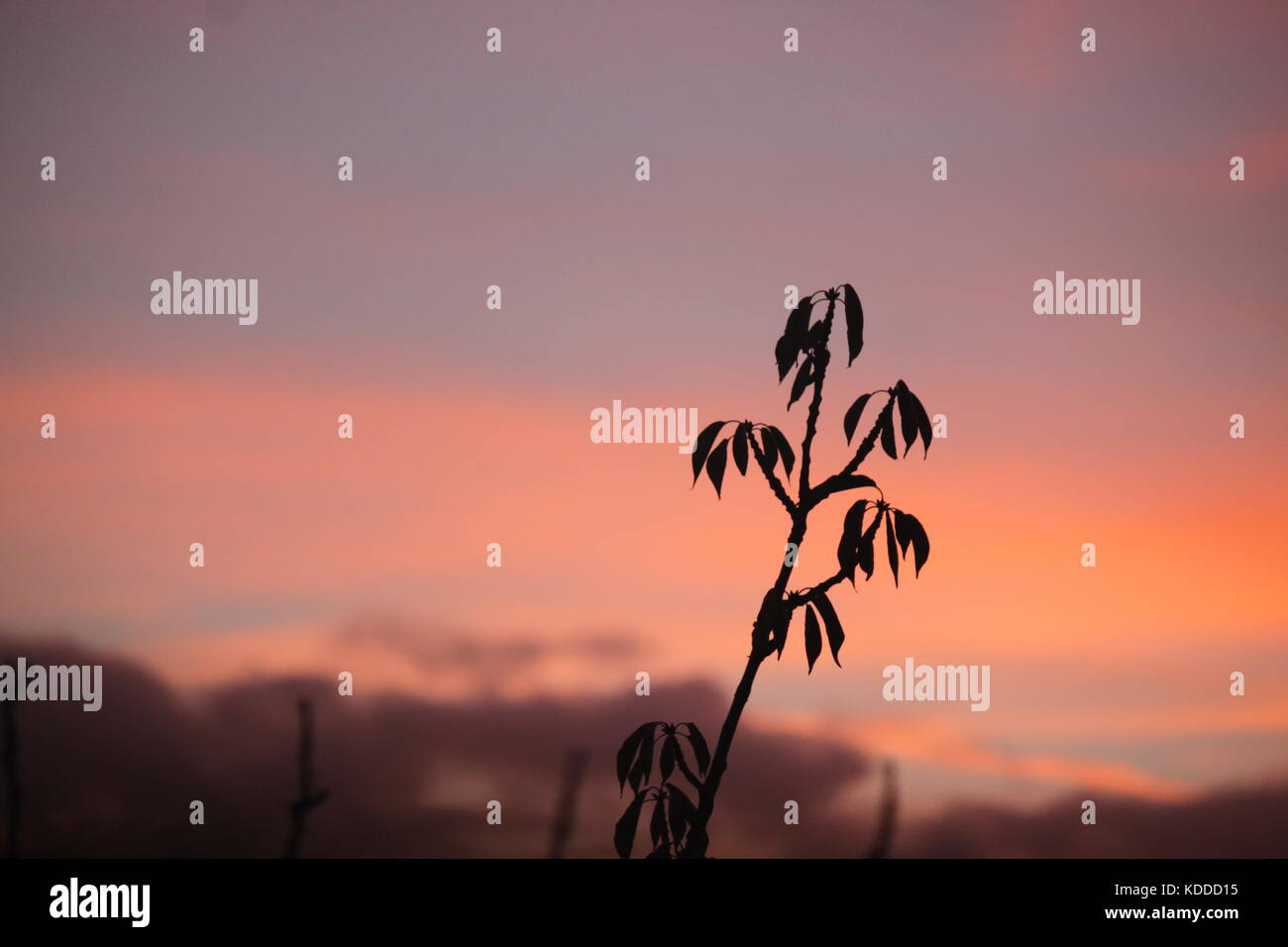 tree branch with a beautiful sunset in the background Stock Photo - Alamy