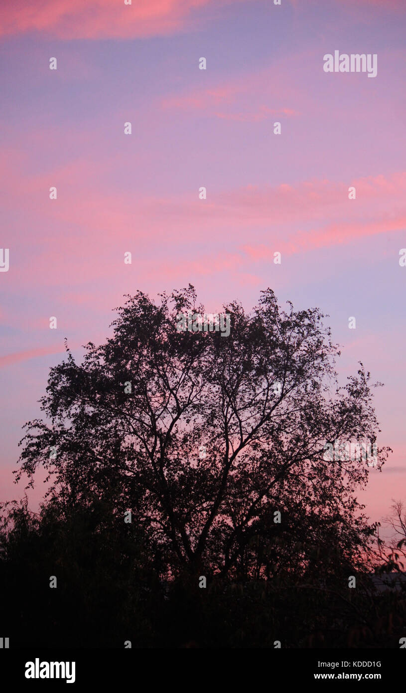 Tree with a beautiful purple sky at sunset in autumn Stock Photo - Alamy