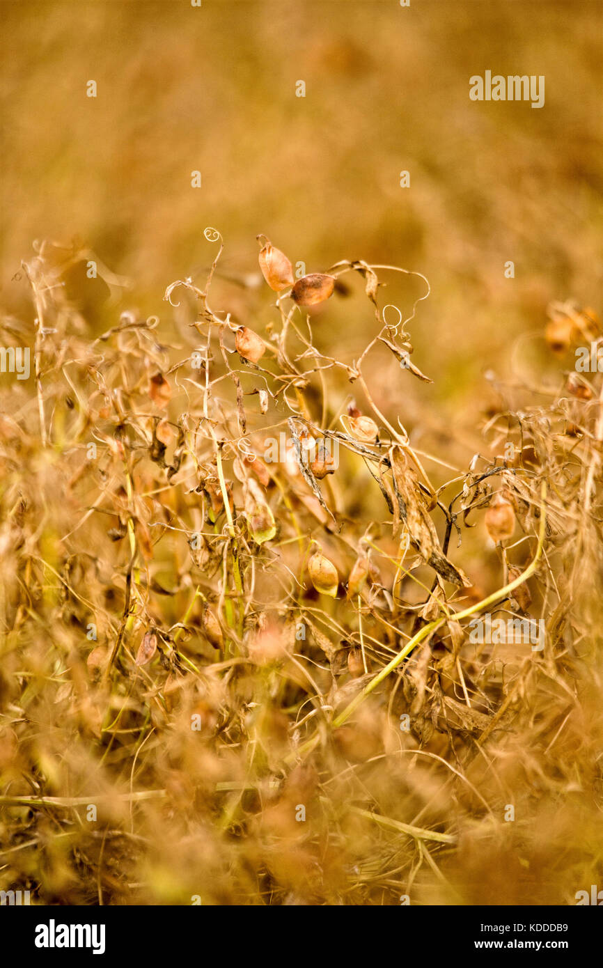 Lentil Crop Saskatchewan in field pre harvest ripe Stock Photo - Alamy