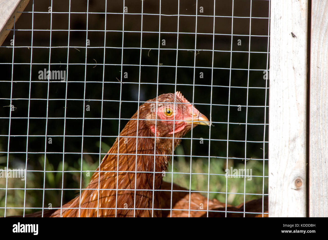 Caged Chickens rural farm Stock Photo - Alamy