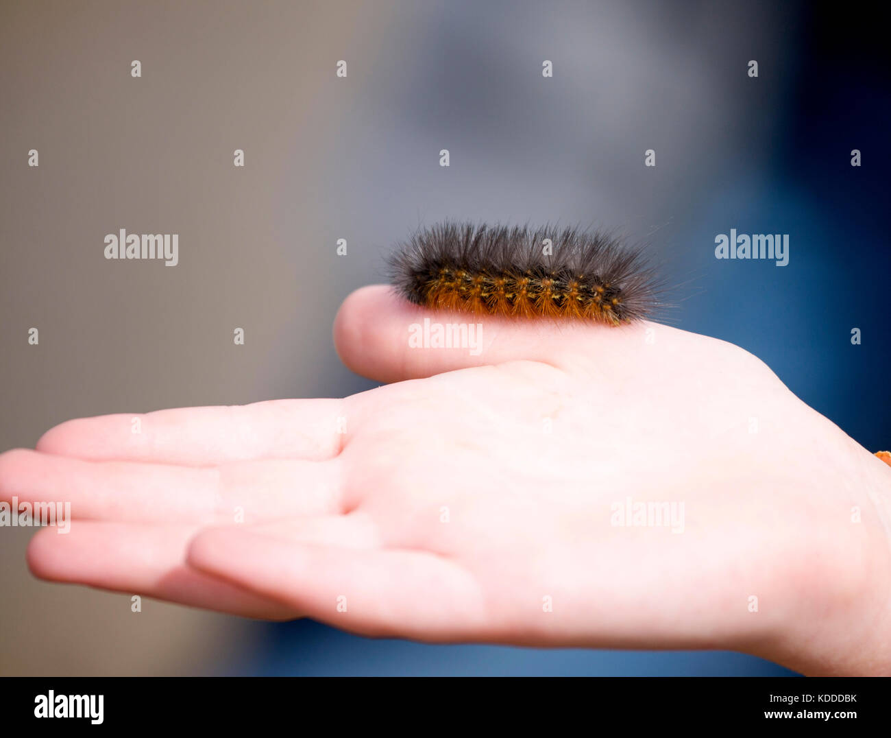 Woolly bear caterpillar hi-res stock photography and images - Alamy