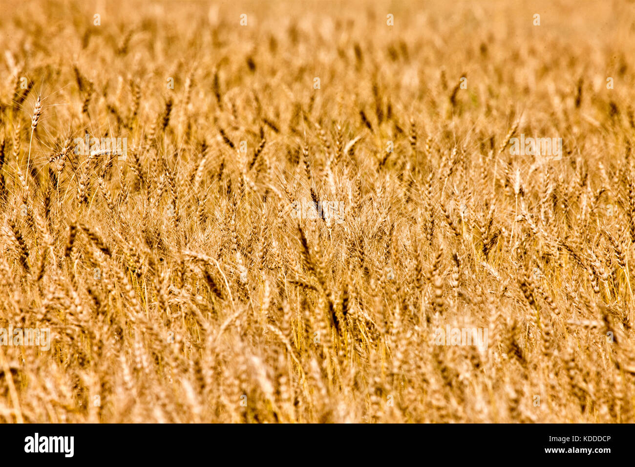 Wheat Saskatchewan Canadaclose up harvest time Stock Photo - Alamy