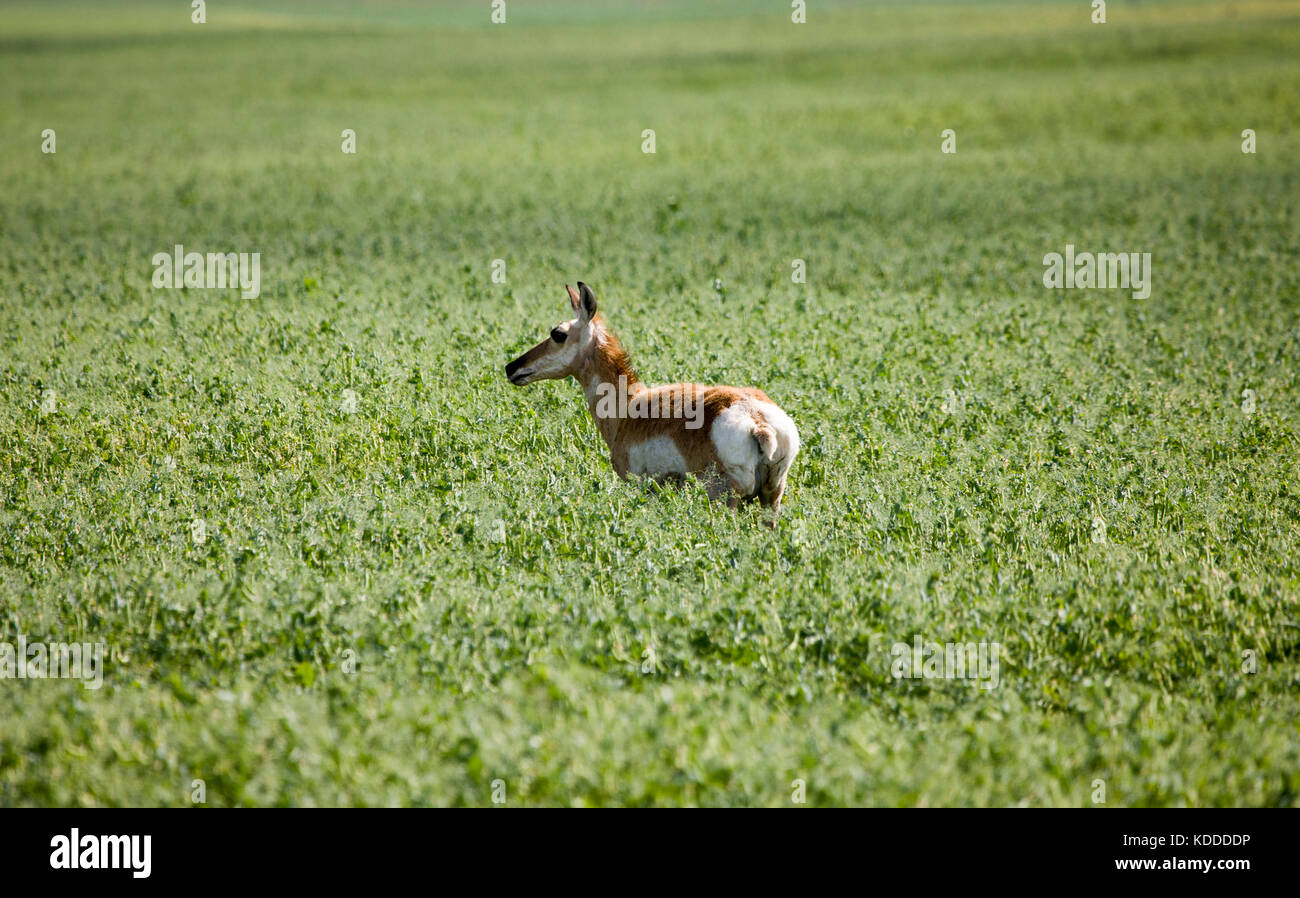 Antelope in Field pronghorn prairie Saskatchewan Canada Stock Photo - Alamy