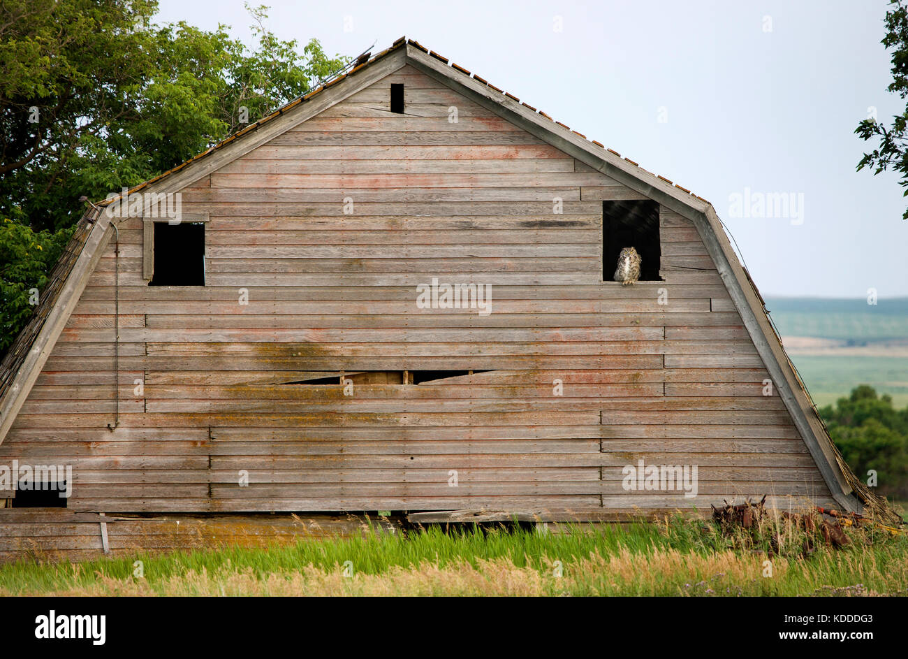 Prairie Barn Saskatchewan summer Owl in Window Stock Photo - Alamy