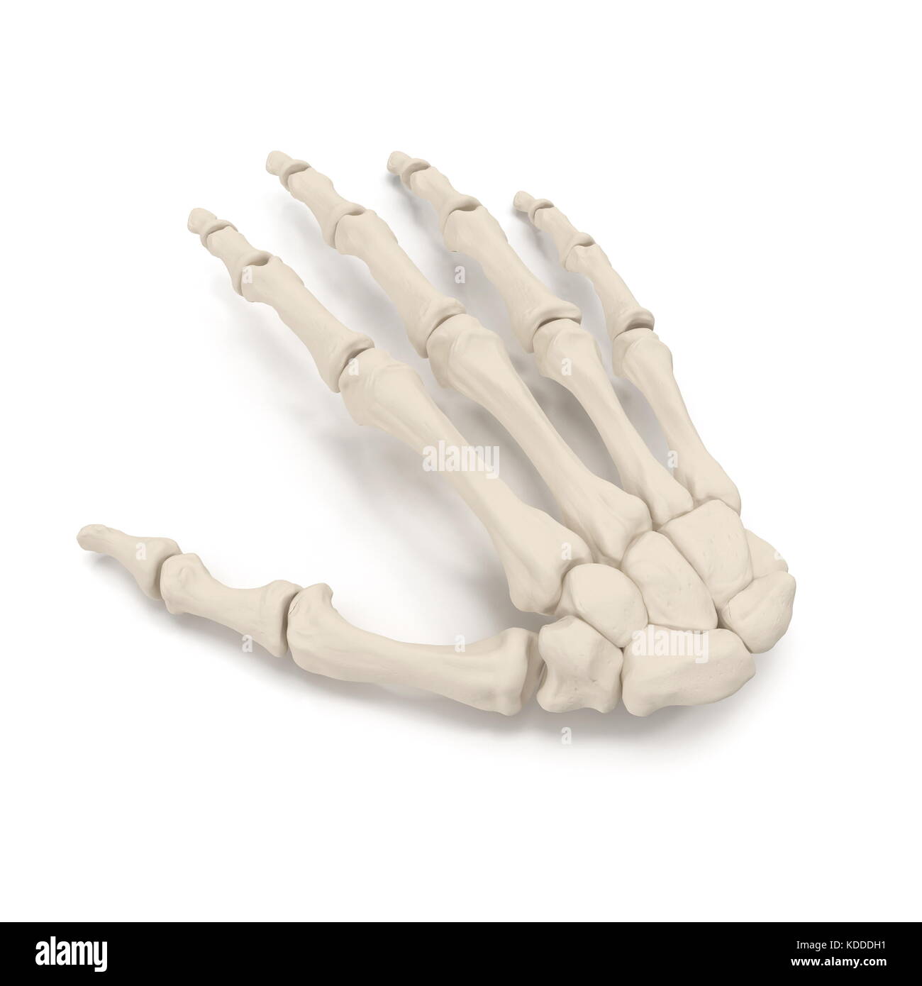 Wrist surgery anatomy illustration Cut Out Stock Images & Pictures - Alamy