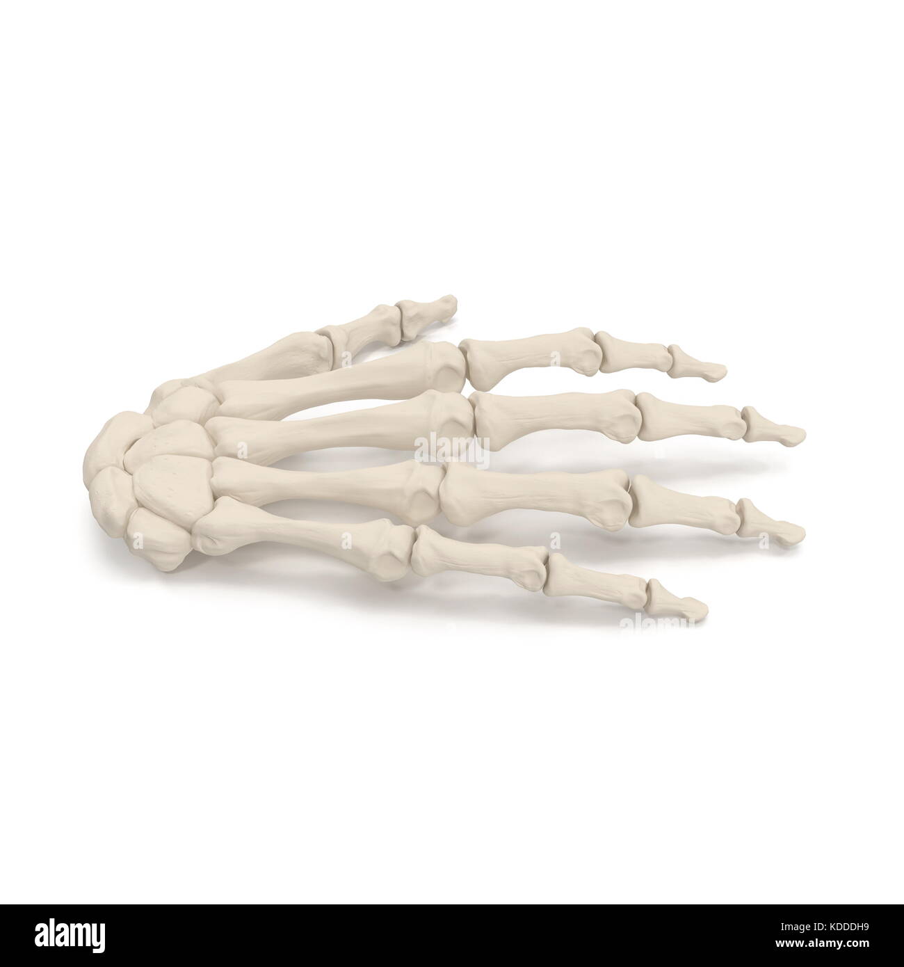 Human Arm Bones on white. 3D illustration Stock Photo - Alamy