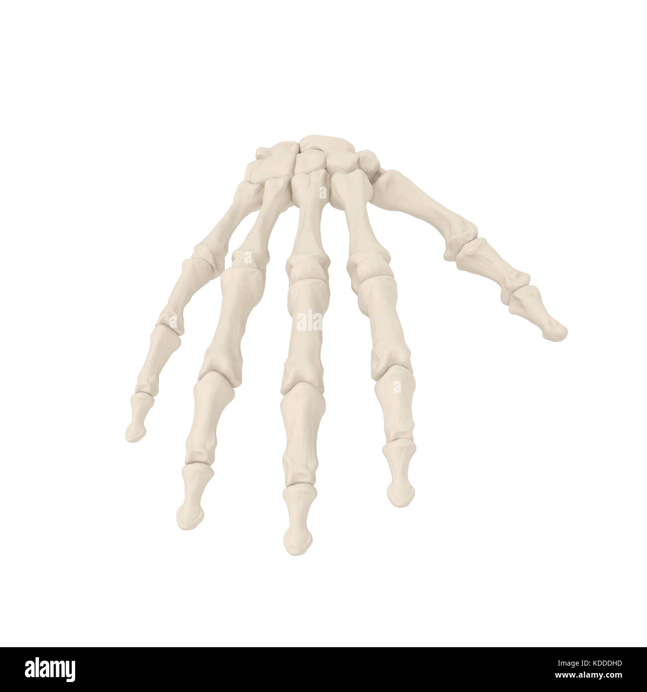 Human arm bones hi-res stock photography and images - Alamy