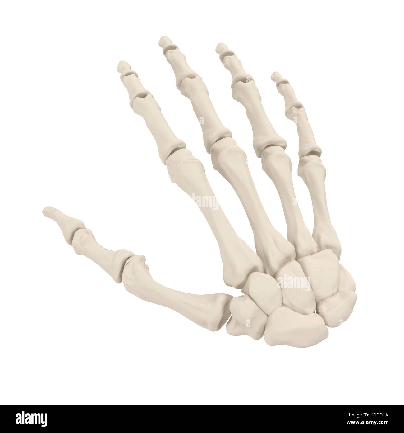 Human Arm Bones on white. 3D illustration Stock Photo - Alamy