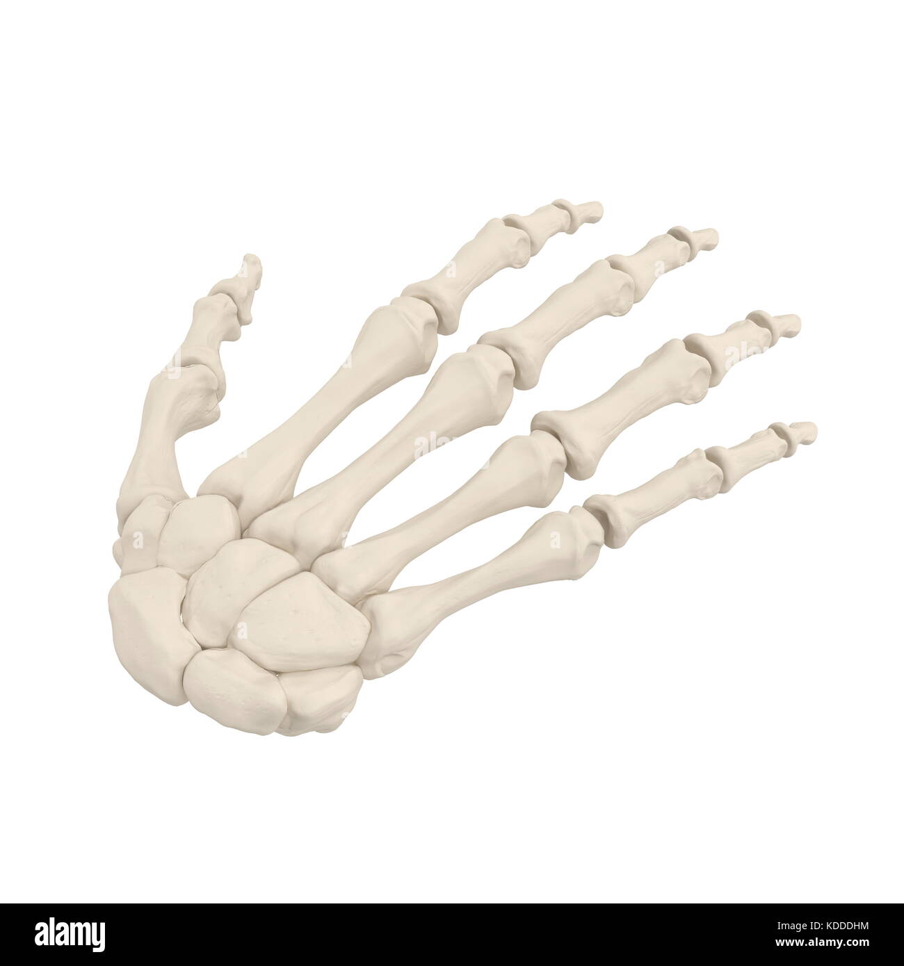 Hand illustration skeleton thumb Cut Out Stock Images & Pictures - Alamy