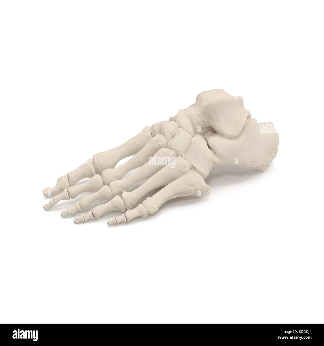 Human Legs Skeleton Bones on white. 3D illustration Stock Photo - Alamy