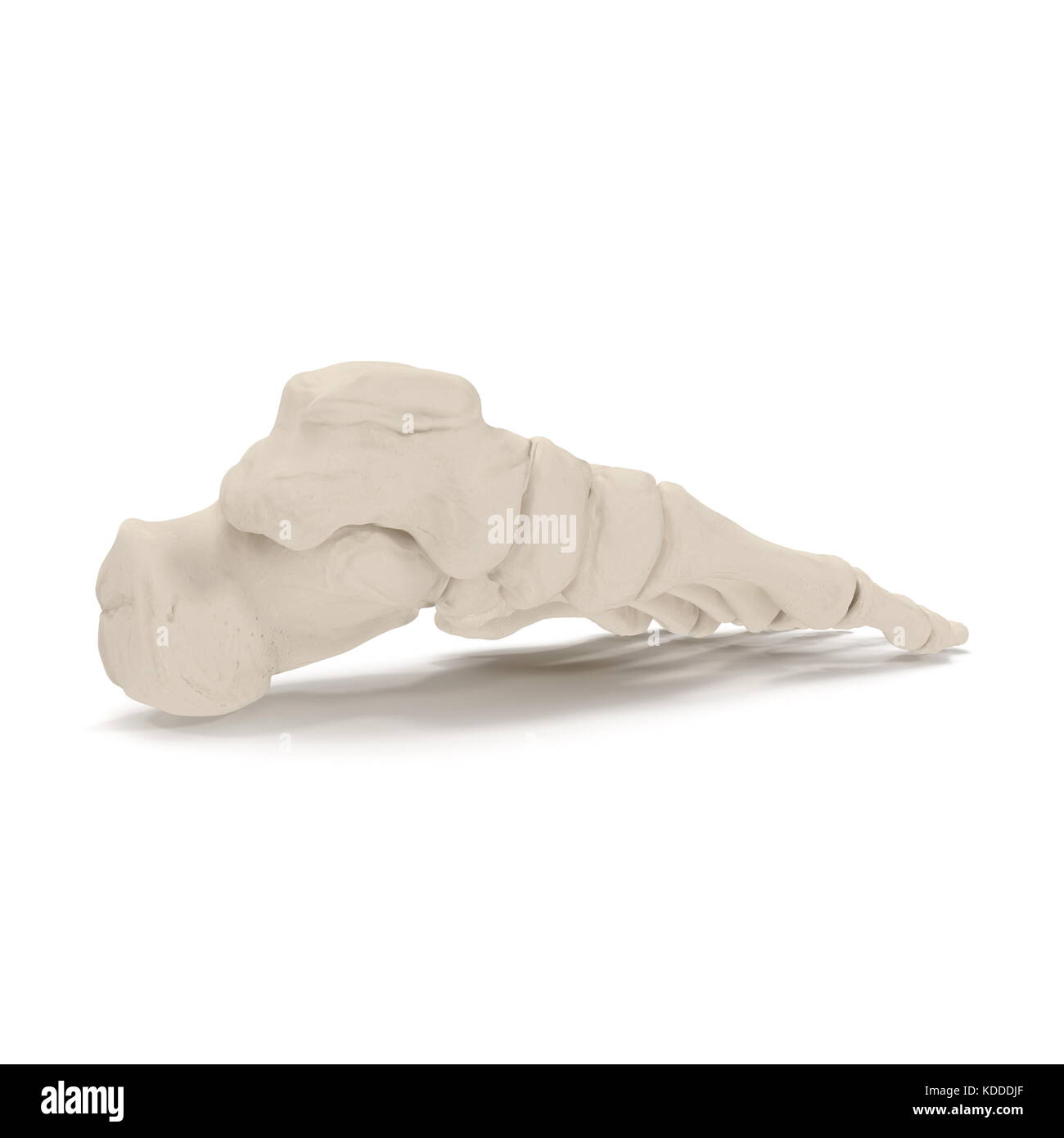 Skeleton legs Cut Out Stock Images & Pictures - Alamy