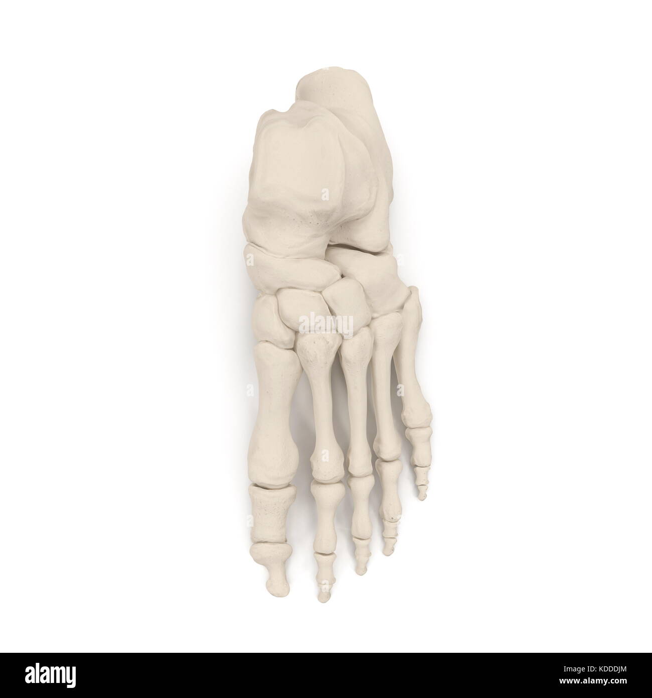 Human Legs Skeleton Bones on white. 3D illustration Stock Photo - Alamy