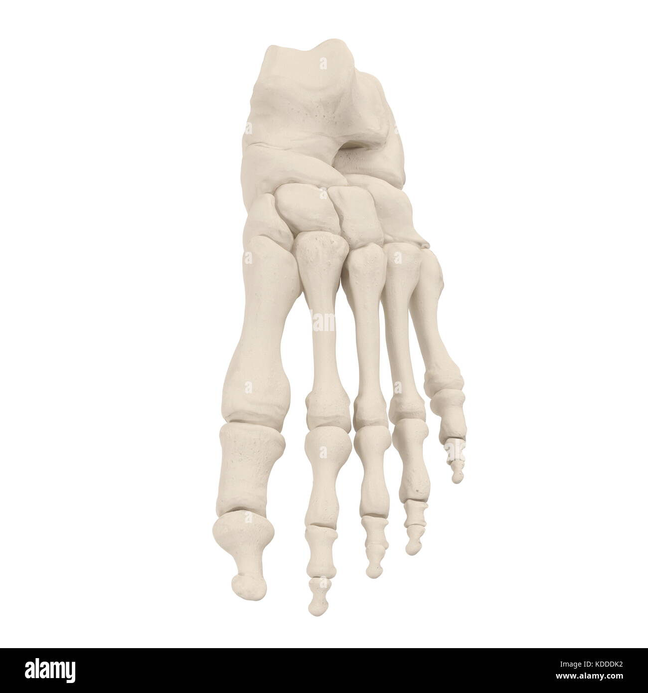 Human Legs Skeleton Bones on white. 3D illustration Stock Photo - Alamy