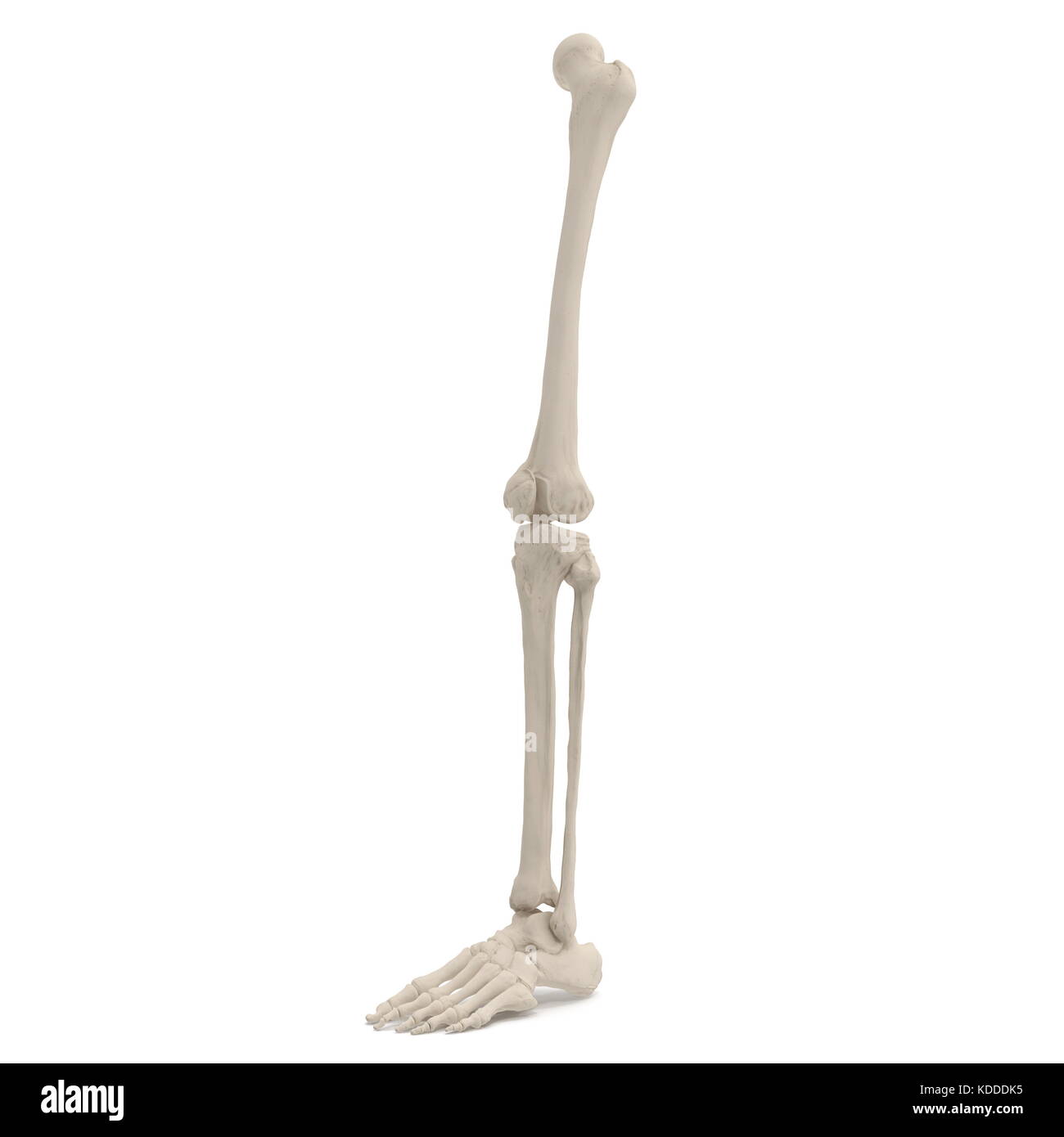 Human Legs Skeleton Bones on white. 3D illustration Stock Photo - Alamy