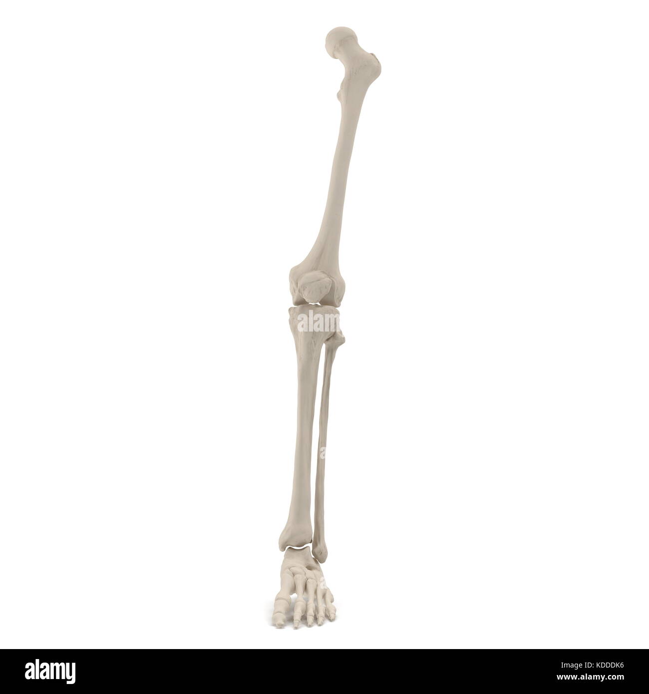 Human Legs Skeleton Bones on white. 3D illustration Stock Photo - Alamy