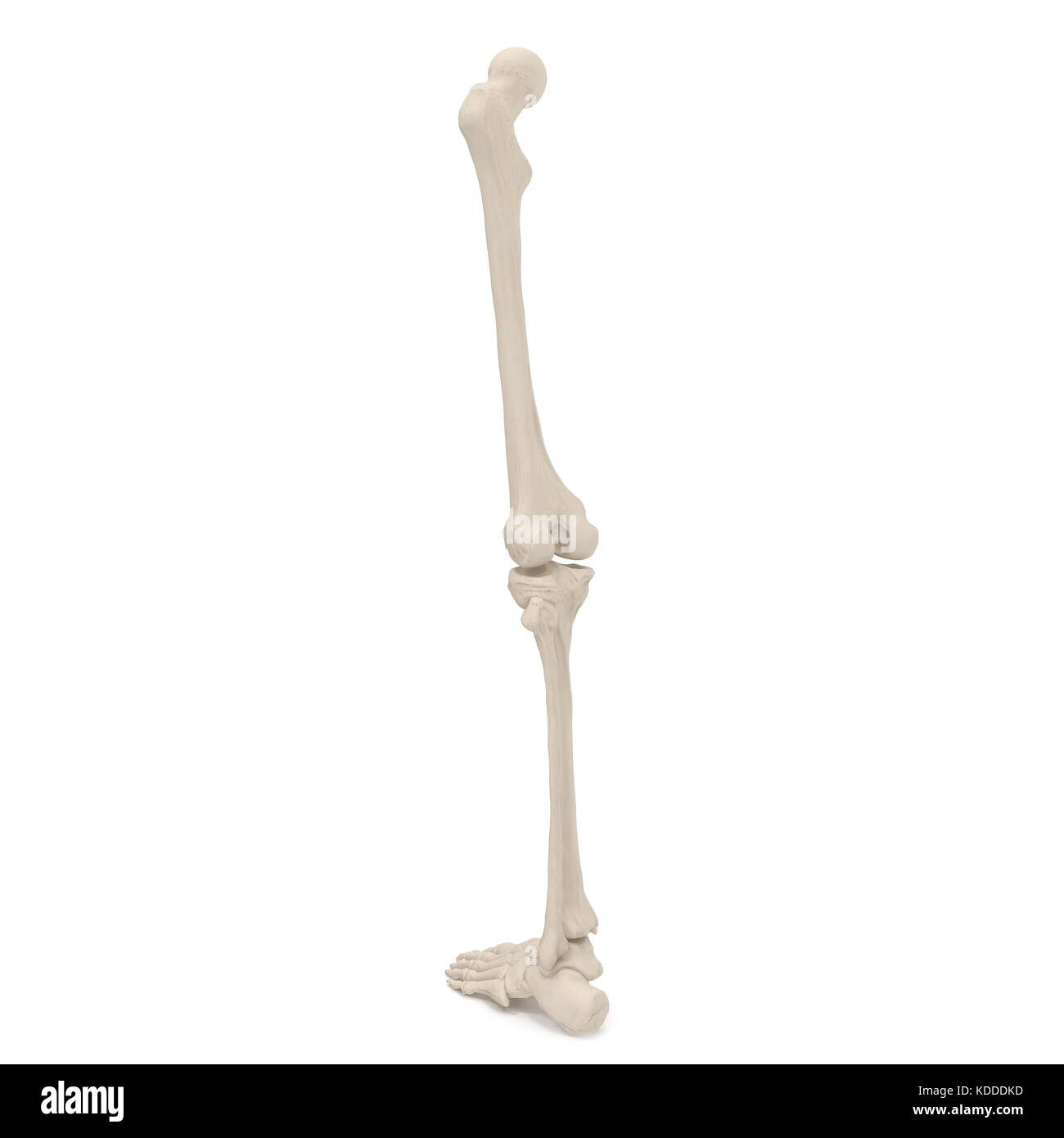 Human leg bones hi-res stock photography and images - Alamy