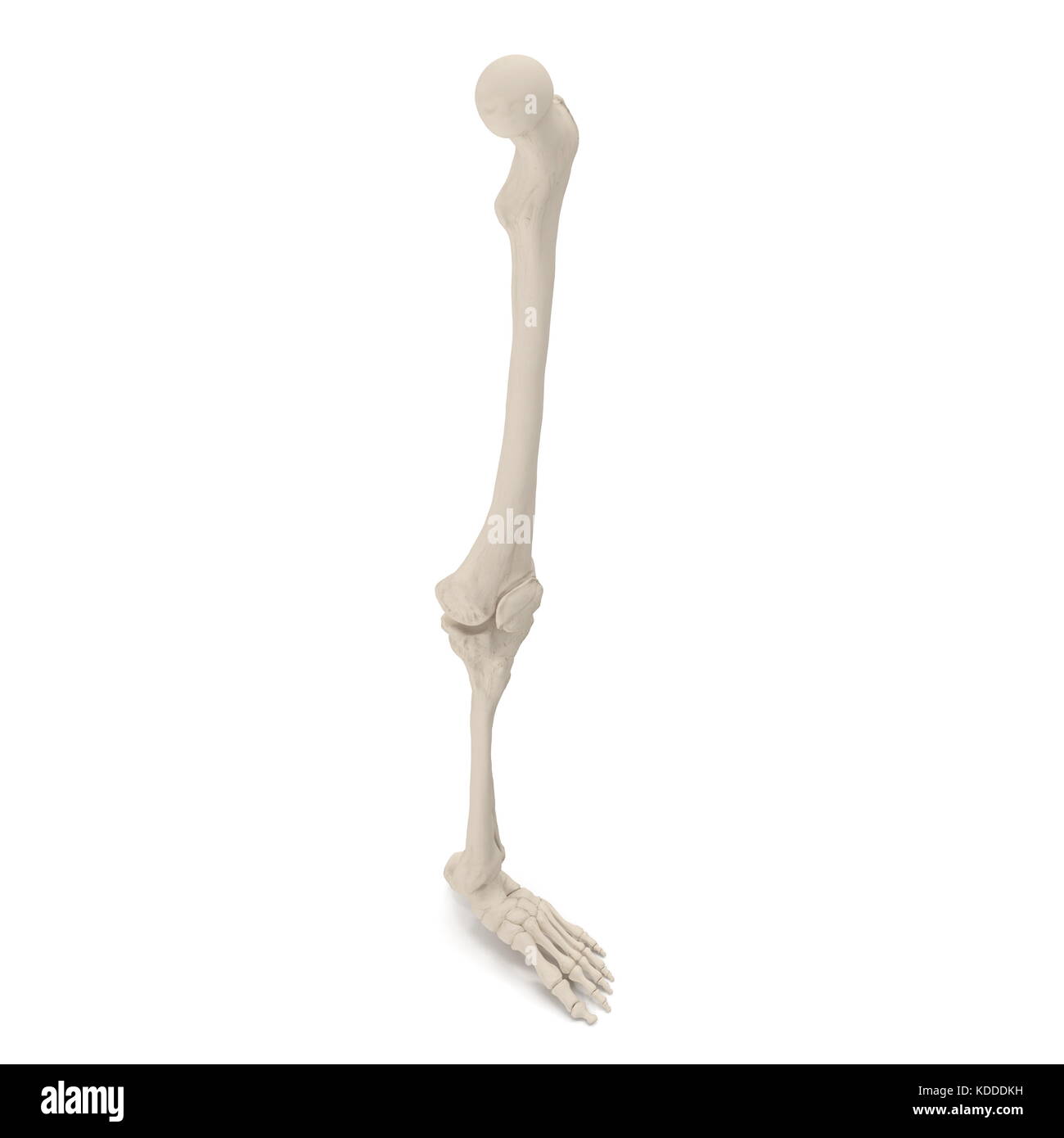 Human Legs Skeleton Bones on white. 3D illustration Stock Photo - Alamy