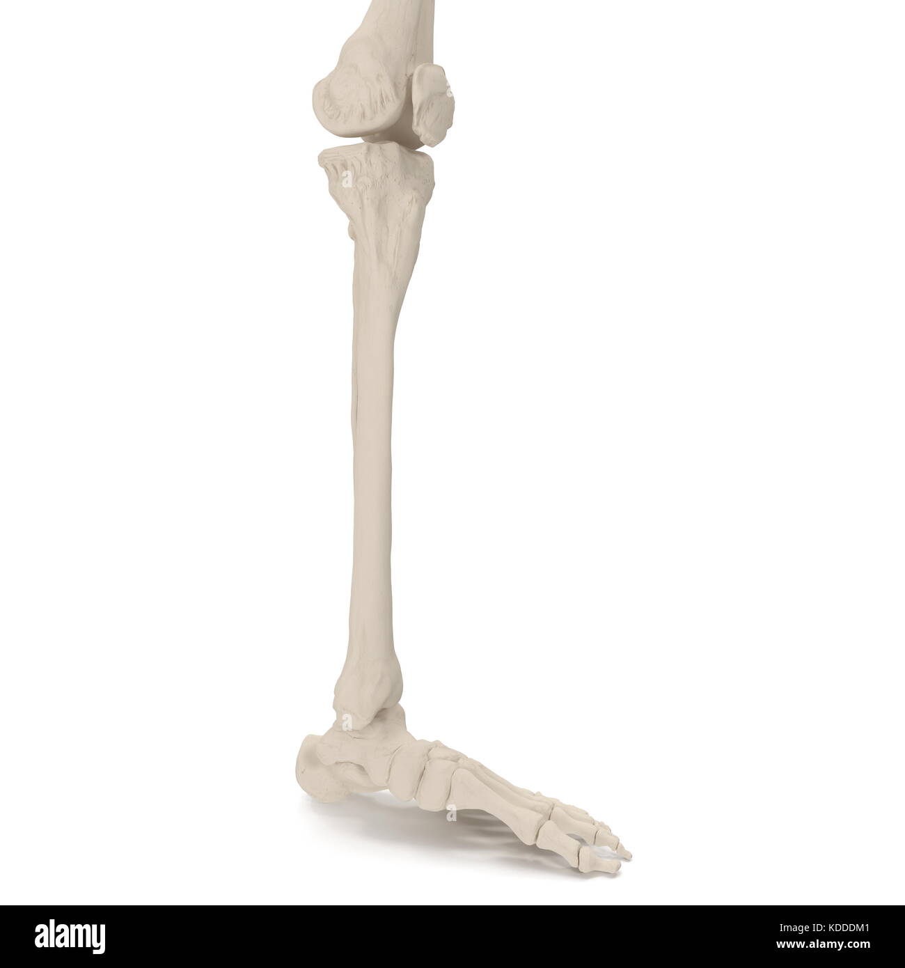 Anatomy model legs Cut Out Stock Images & Pictures - Alamy