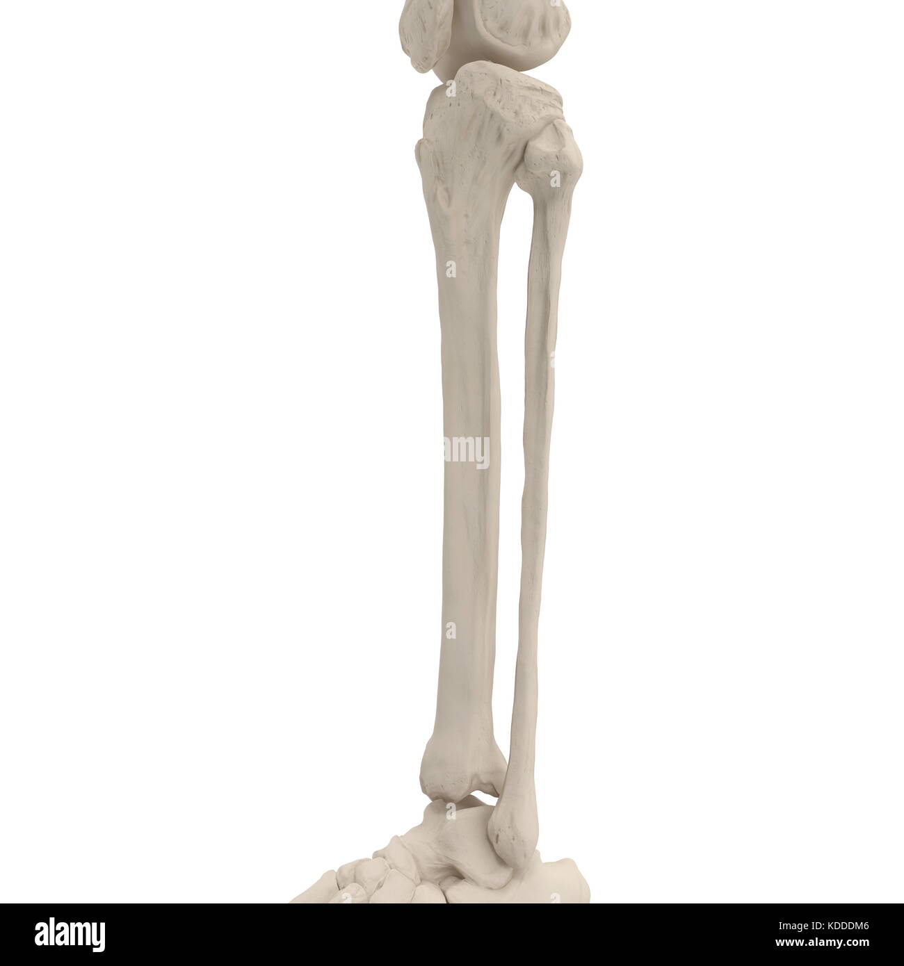 3d rendering medical illustration foot hi-res stock photography and ...