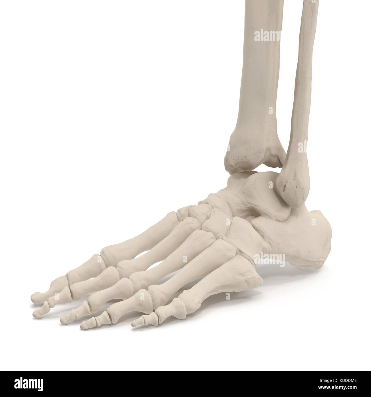 Human Legs Skeleton Bones on white. 3D illustration Stock Photo - Alamy