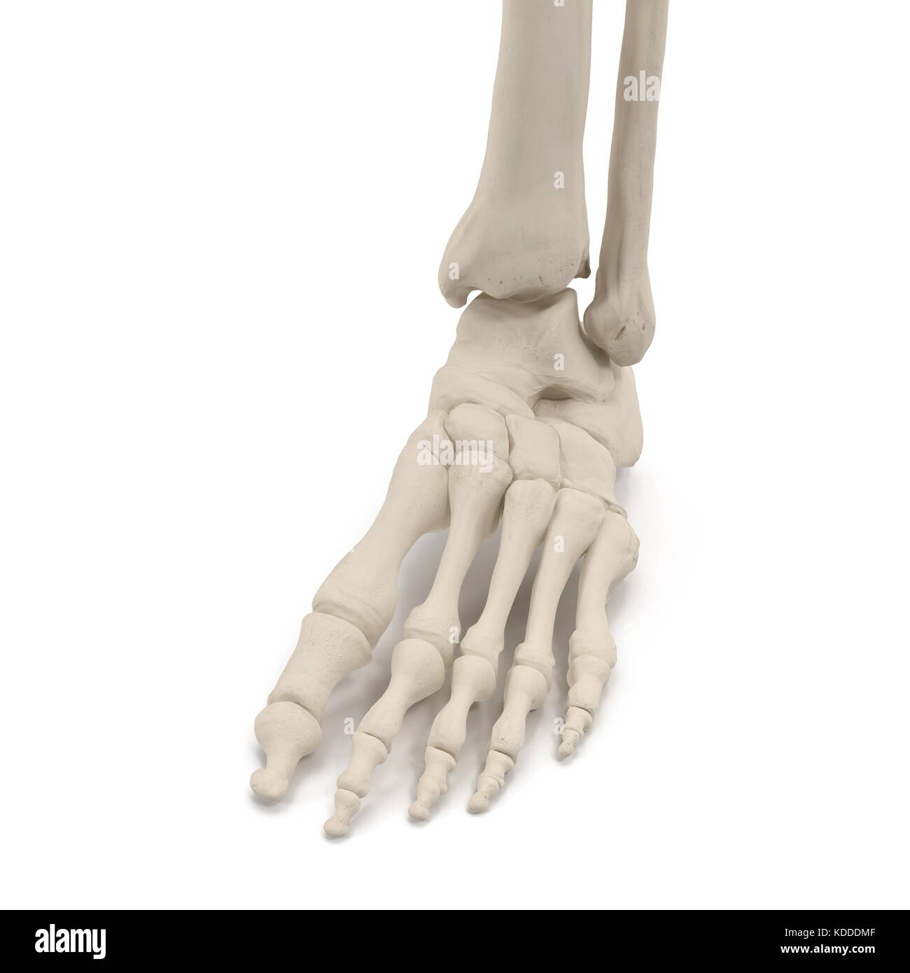 Human Legs Skeleton Bones on white. 3D illustration Stock Photo - Alamy