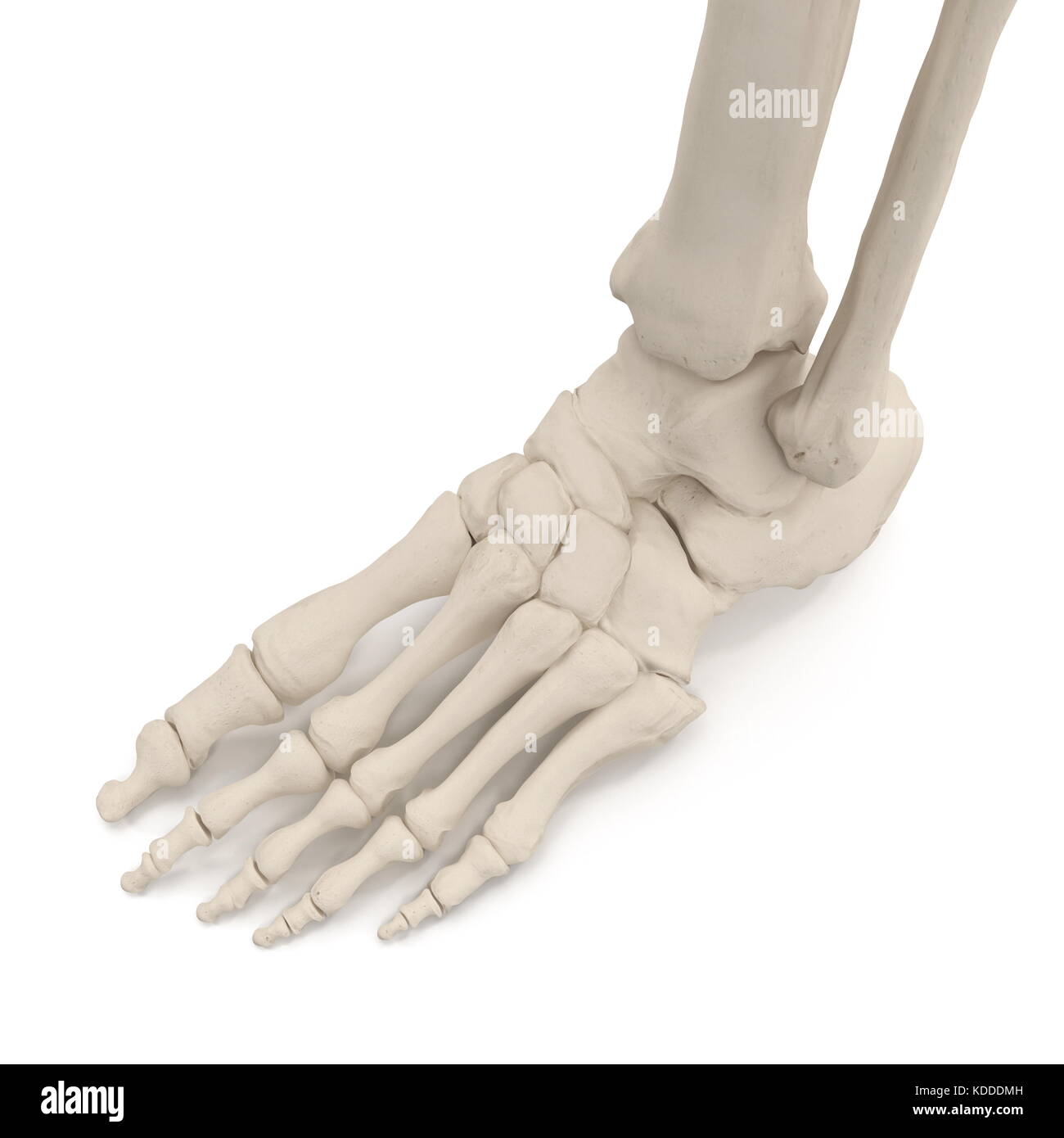 Human Legs Skeleton Bones on white. 3D illustration Stock Photo - Alamy
