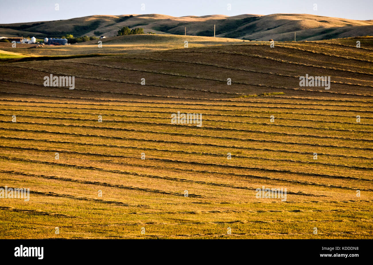 Prairie Scene Saskatchewan summer crop harvest Canada Stock Photo - Alamy