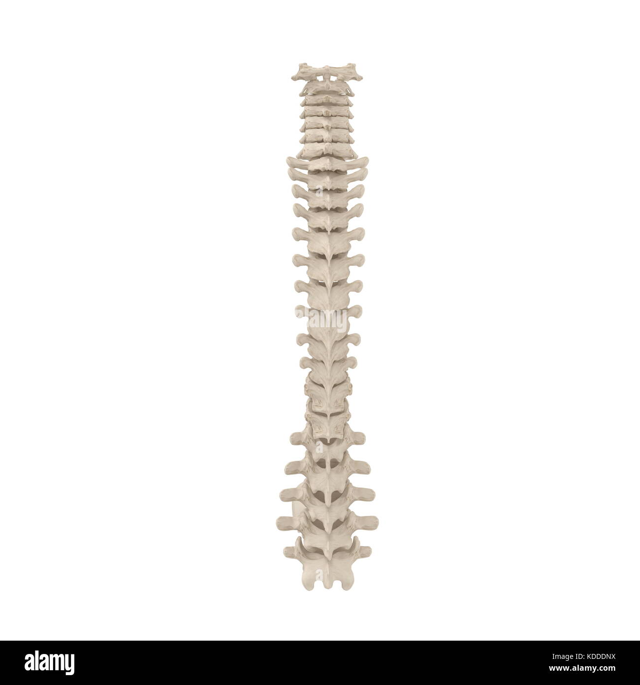 Spinal Cord High Resolution Stock Photography and Images - Alamy