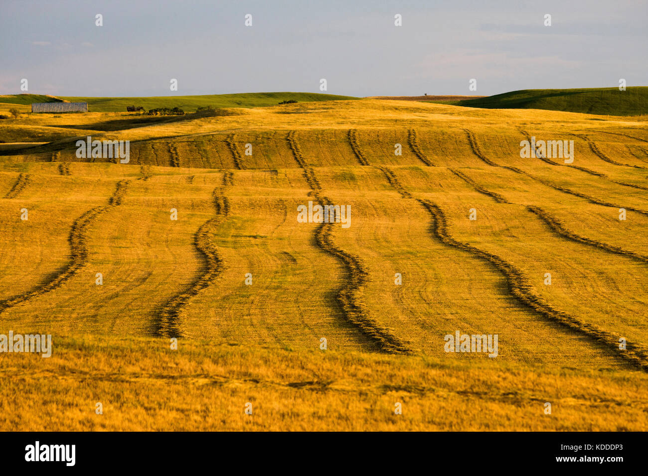 Prairie Scene Saskatchewan summer crop harvest Canada Stock Photo - Alamy