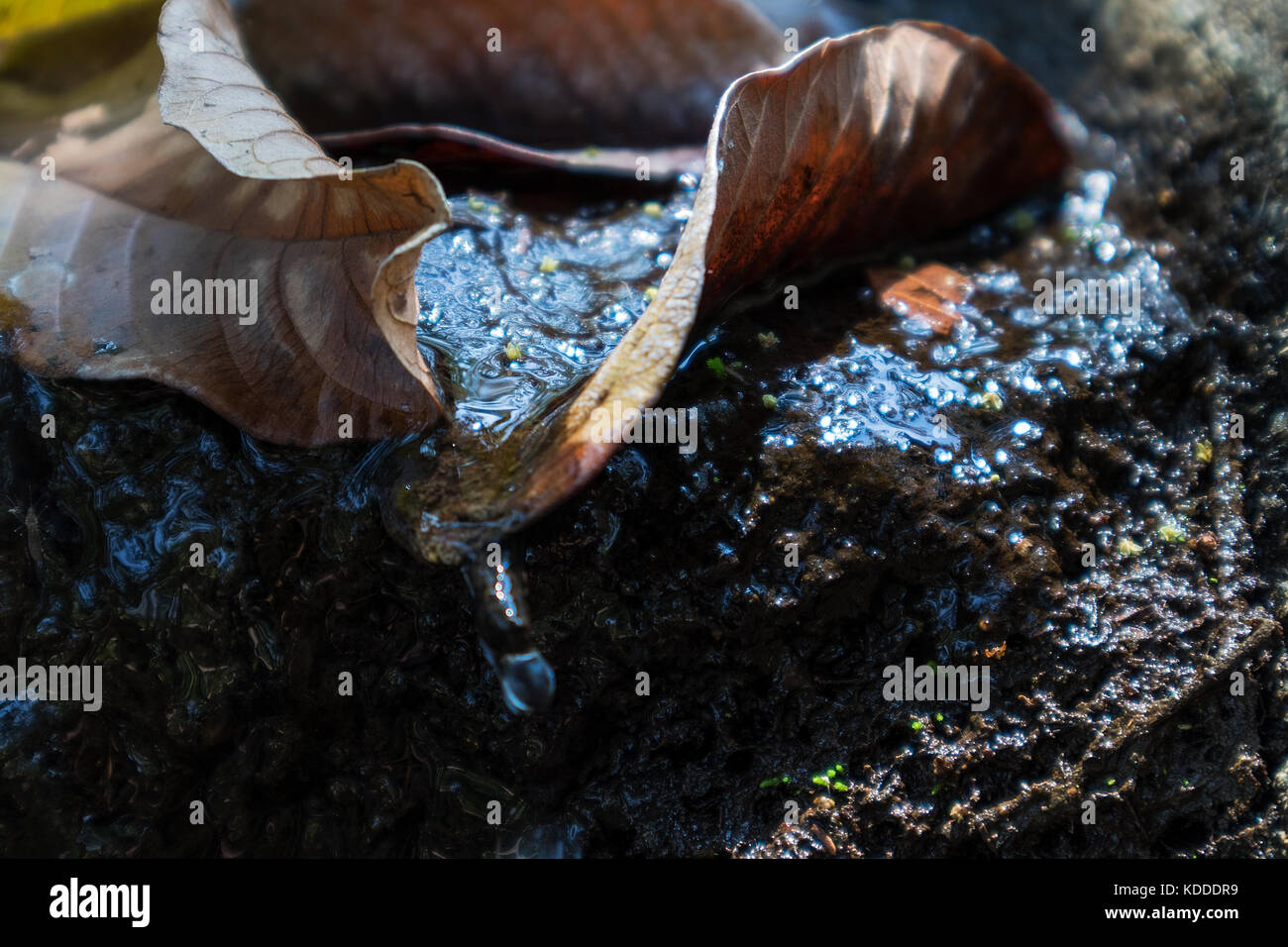 Rain drops dripping from leaf hi-res stock photography and images - Alamy