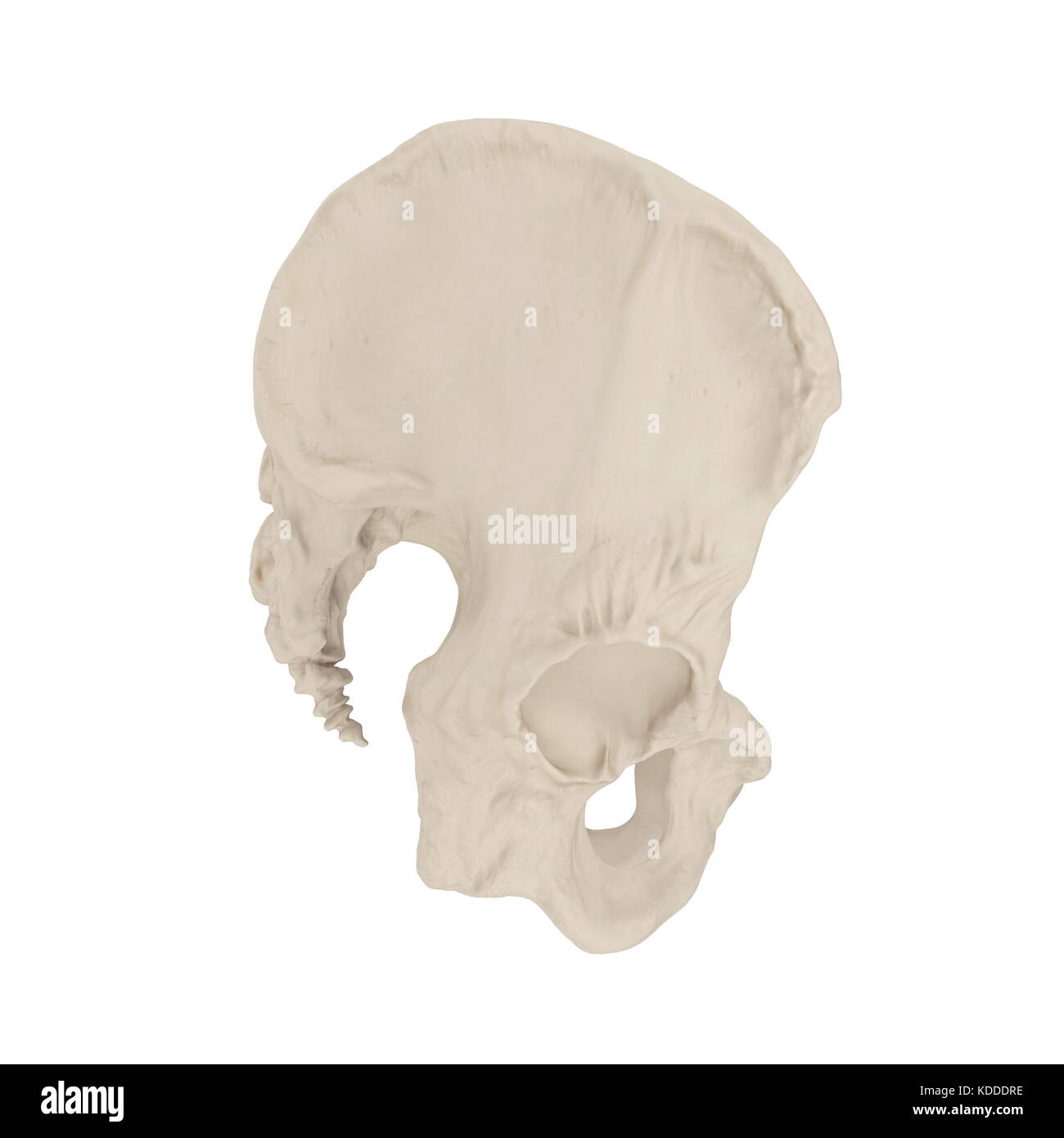 3d render illustration pelvis bone Cut Out Stock Images & Pictures - Alamy